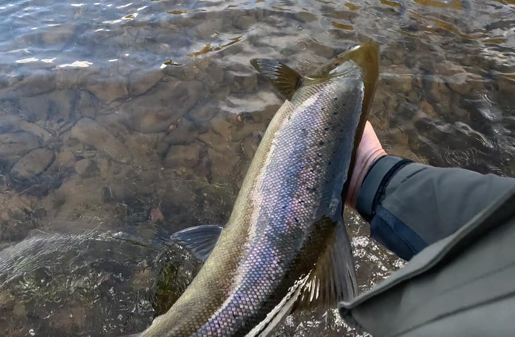 Cardrona Fishings Location - Cardrona Salmon Fishings Beat, River Tweed